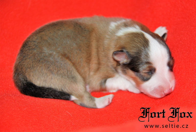 FORT FOX - fotogalerie