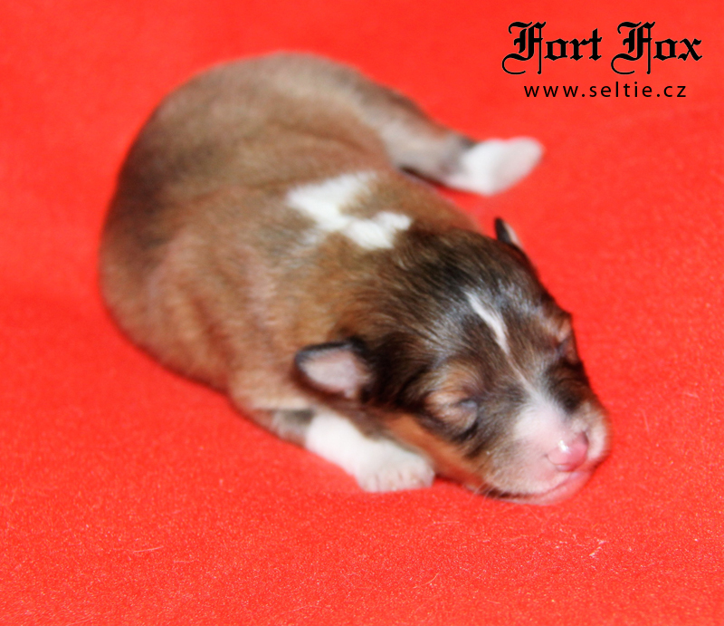 FORT FOX - fotogalerie