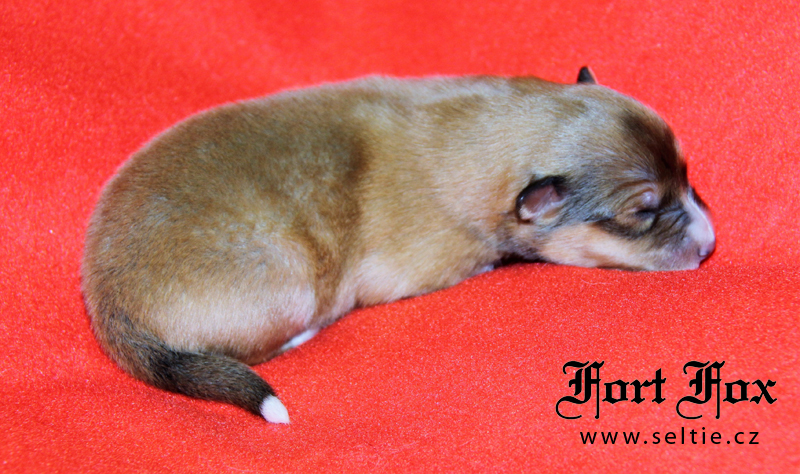 FORT FOX - fotogalerie