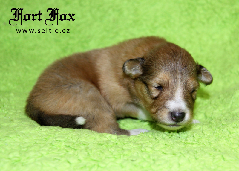 FORT FOX - fotogalerie