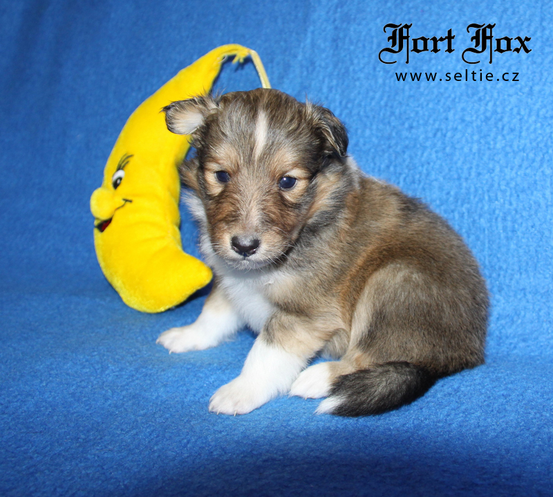 FORT FOX - fotogalerie