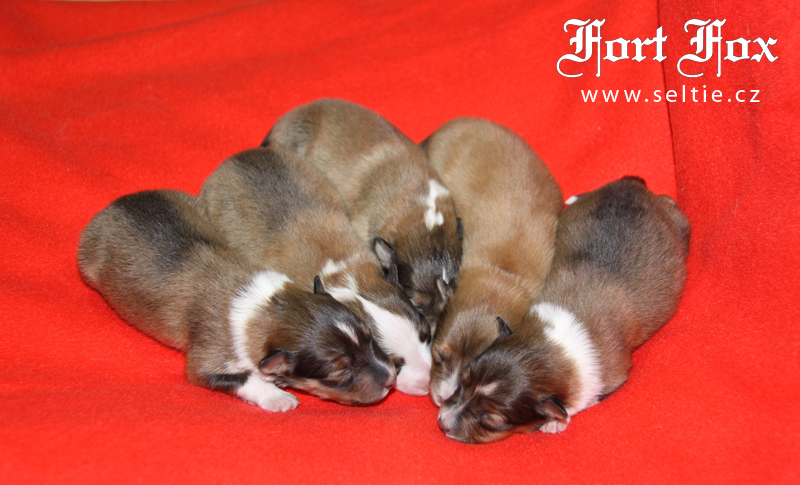 FORT FOX - fotogalerie