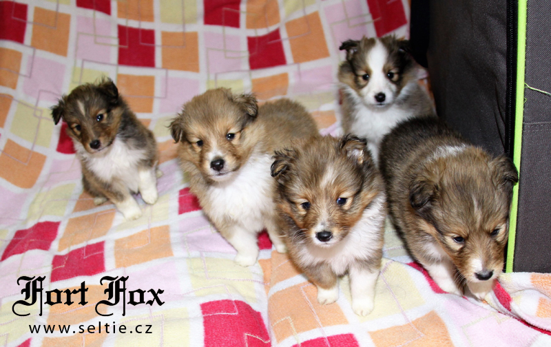 FORT FOX - fotogalerie